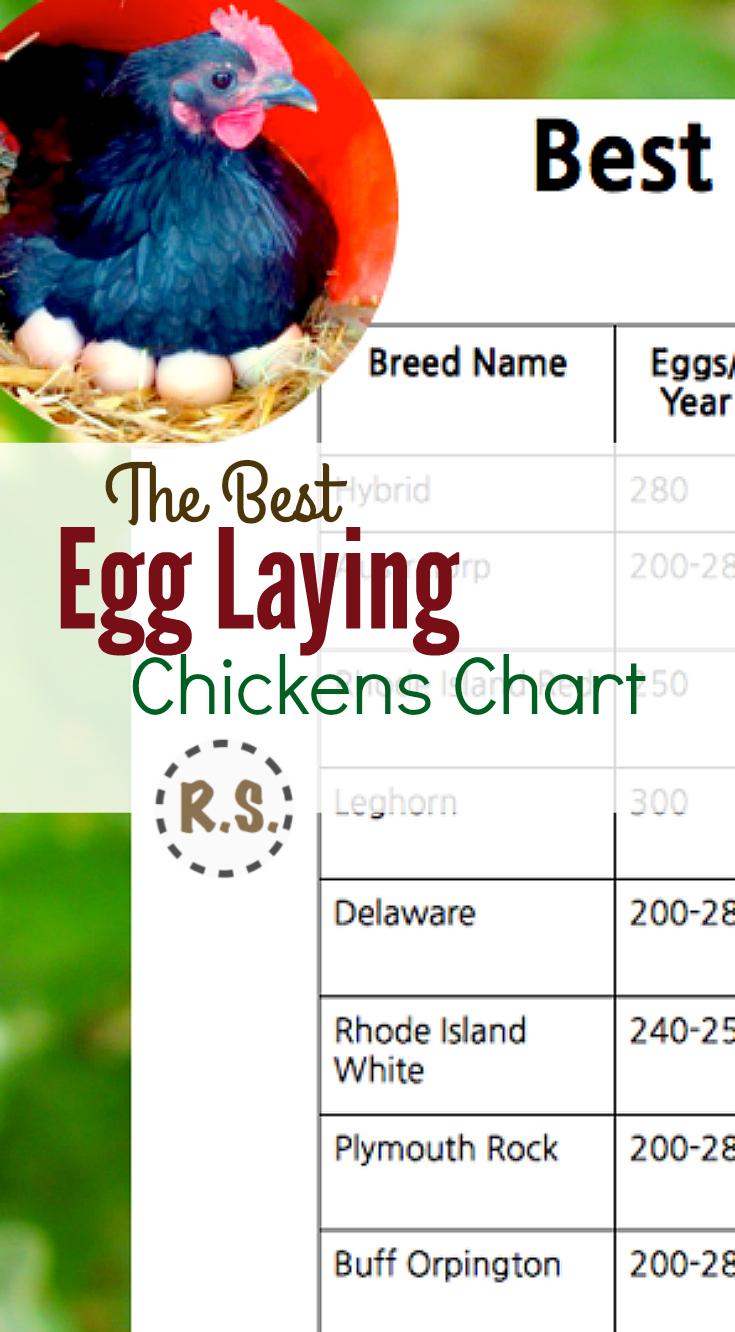Best Egg Laying Chickens Chart